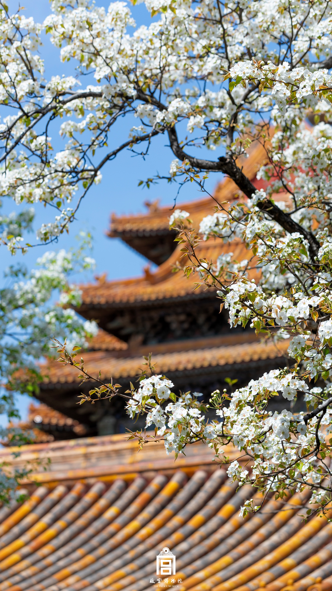 2022年4月9日微博-春花 - 故宫博物院 - 故宫壁纸
